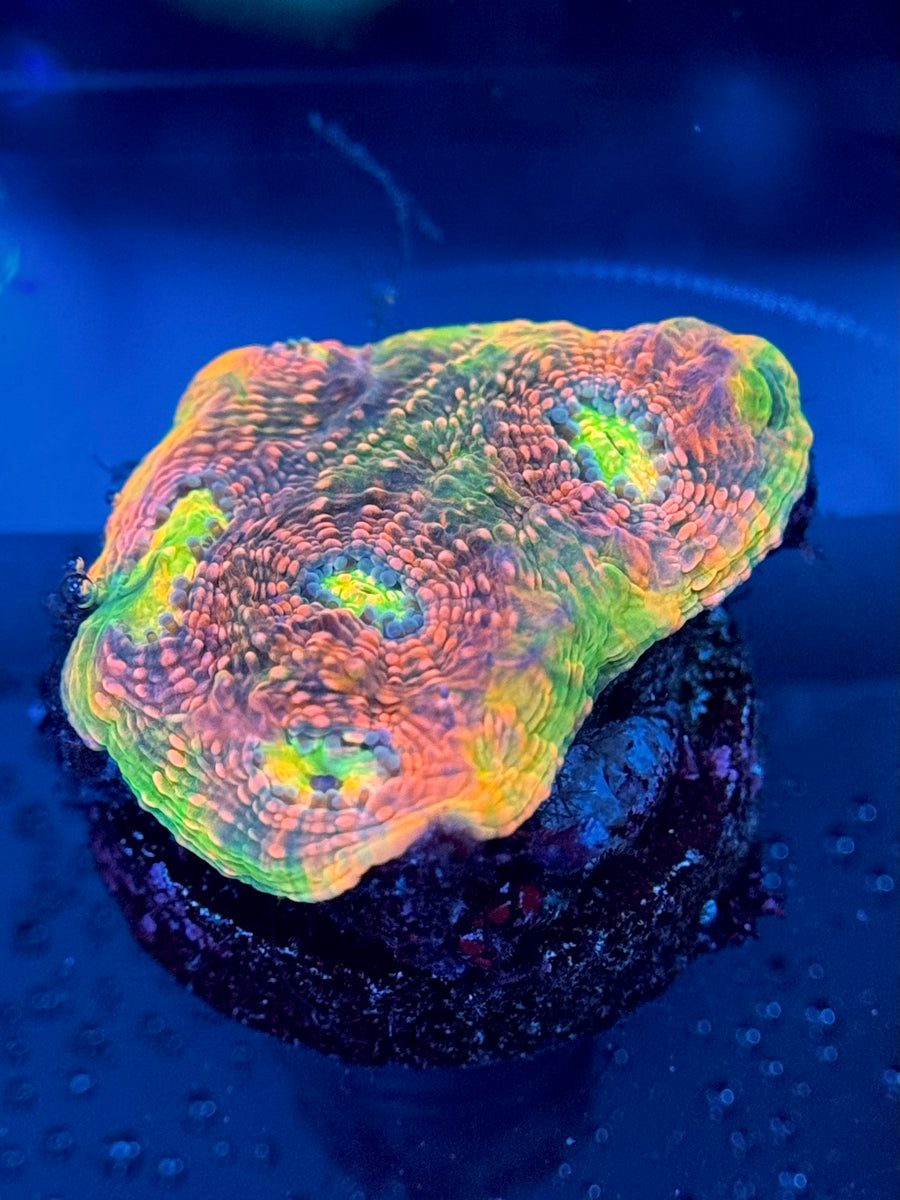 Watermelon Alien Eye chalice WYSIWYG #2 – Coral Growers